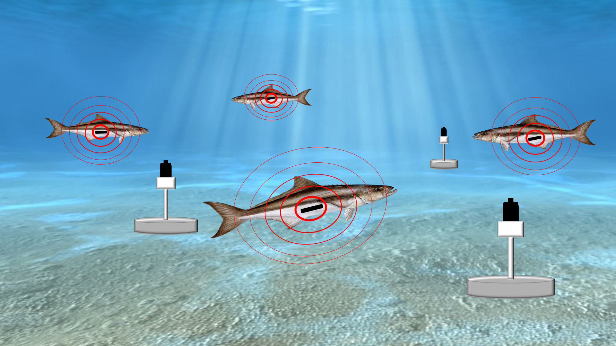 How Acoustic Tagging Works – Robinson Preserve Sport Fish