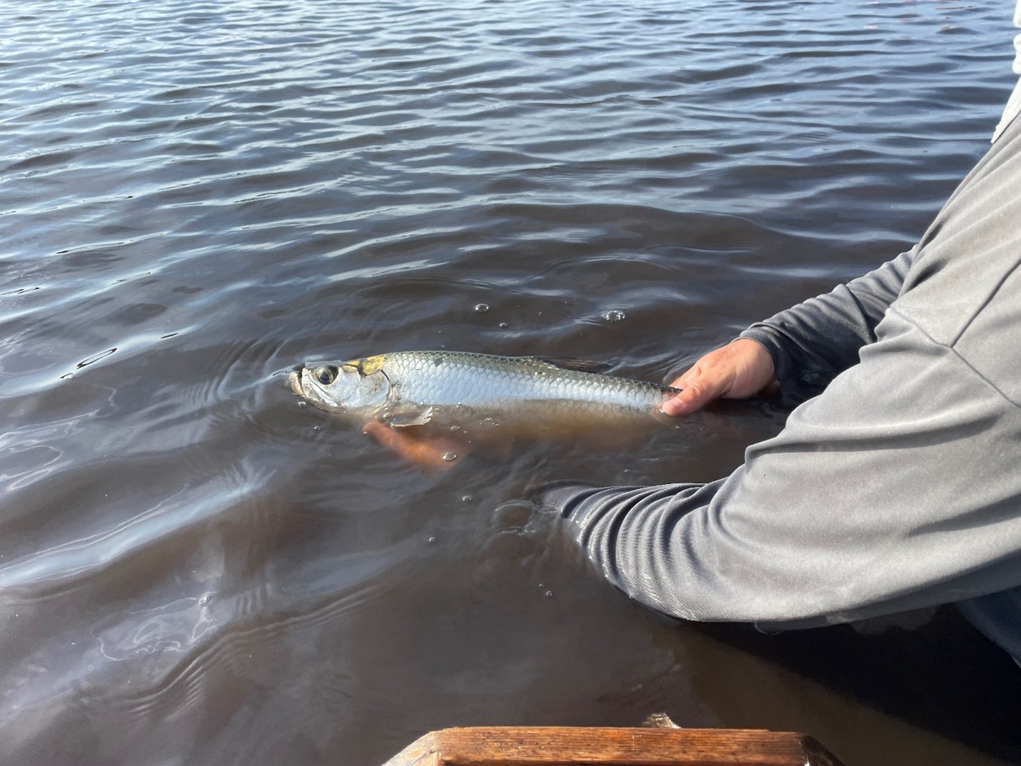 First Tags Deployed – Robinson Preserve Sport Fish